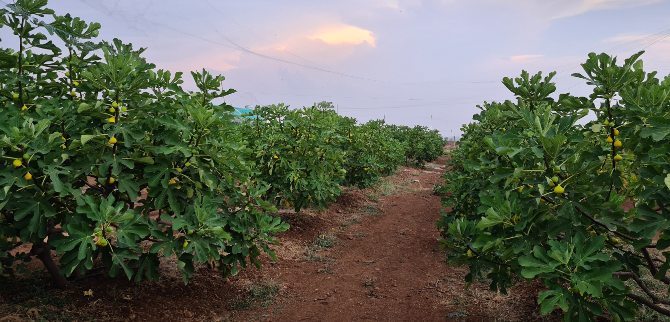 Figtales – Figtales.india