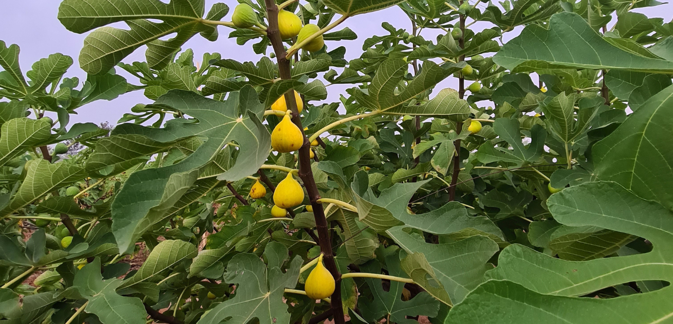 Our Farm – Figtales.india